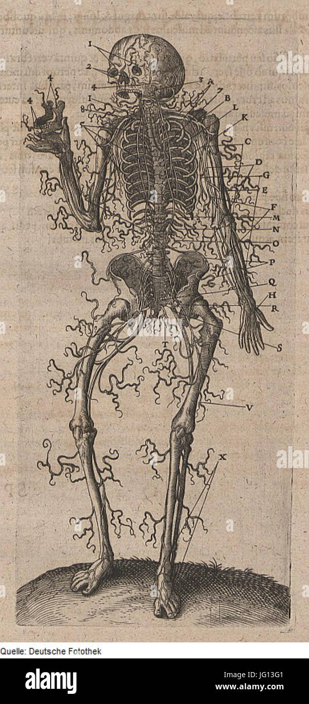 Mensch anatomie hi-res stock photography and images - Alamy