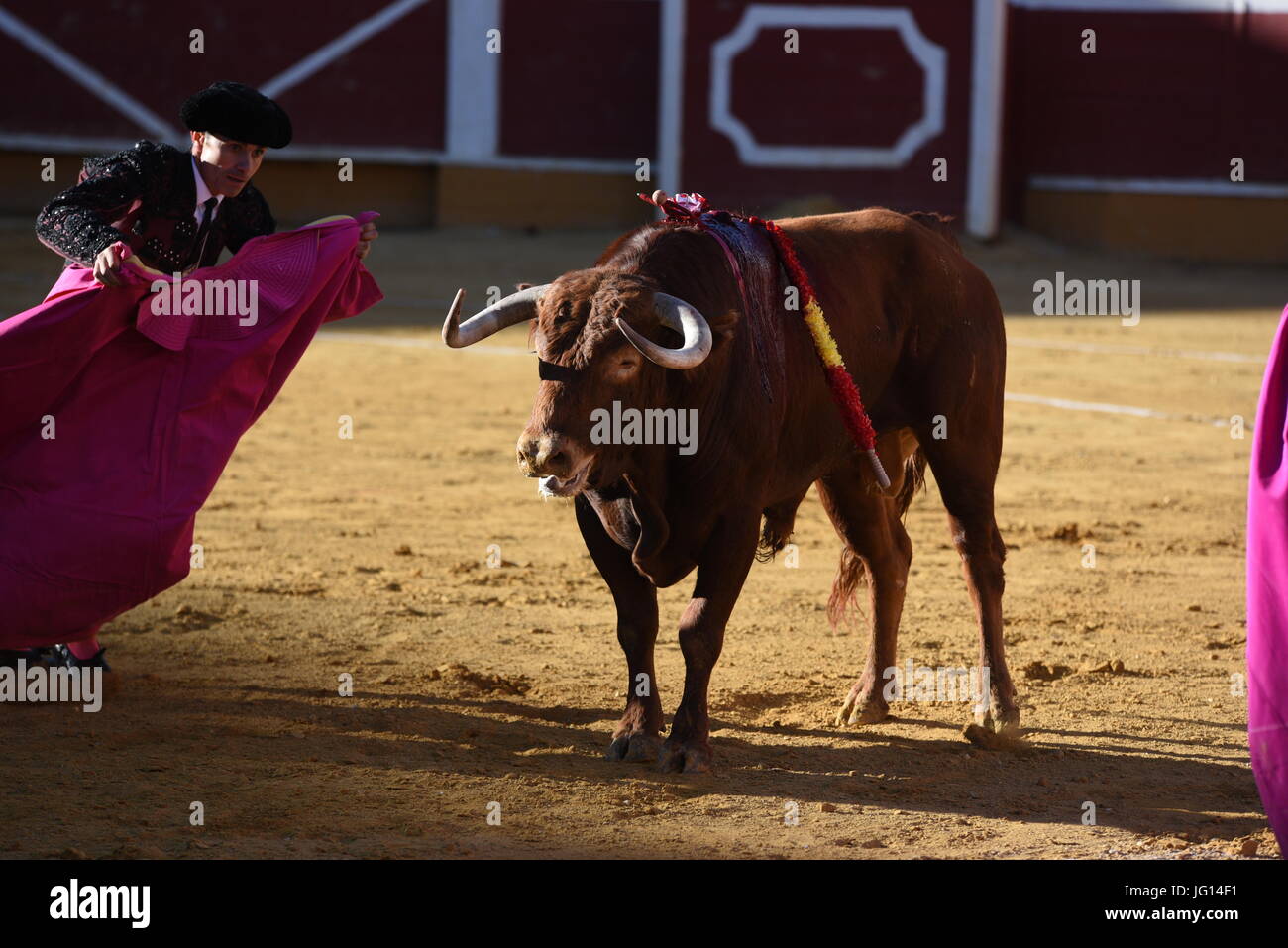 Ranch Fighting Bull High Resolution Stock Photography and Images - Alamy
