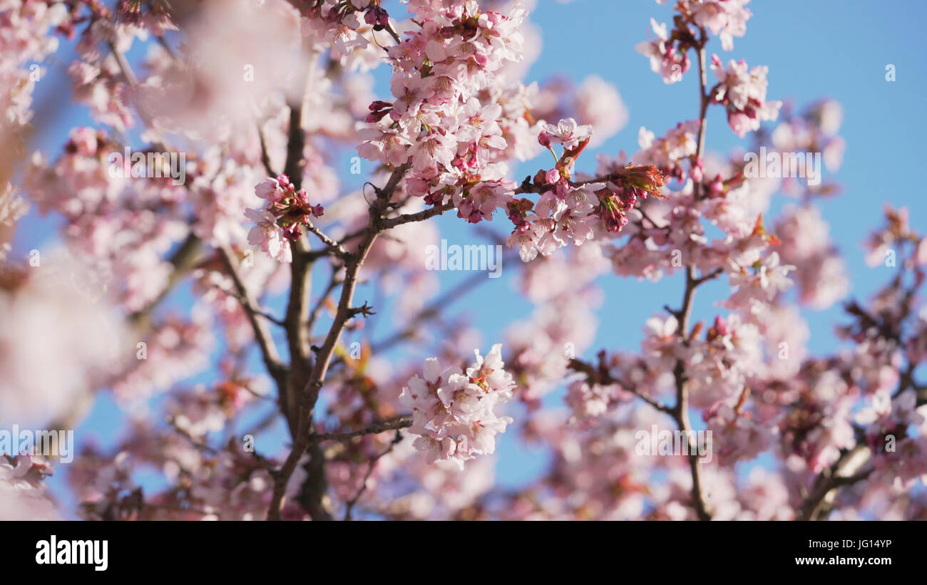 sakura in bloom in sunny spring day, uhd prores footage Stock Photo - Alamy