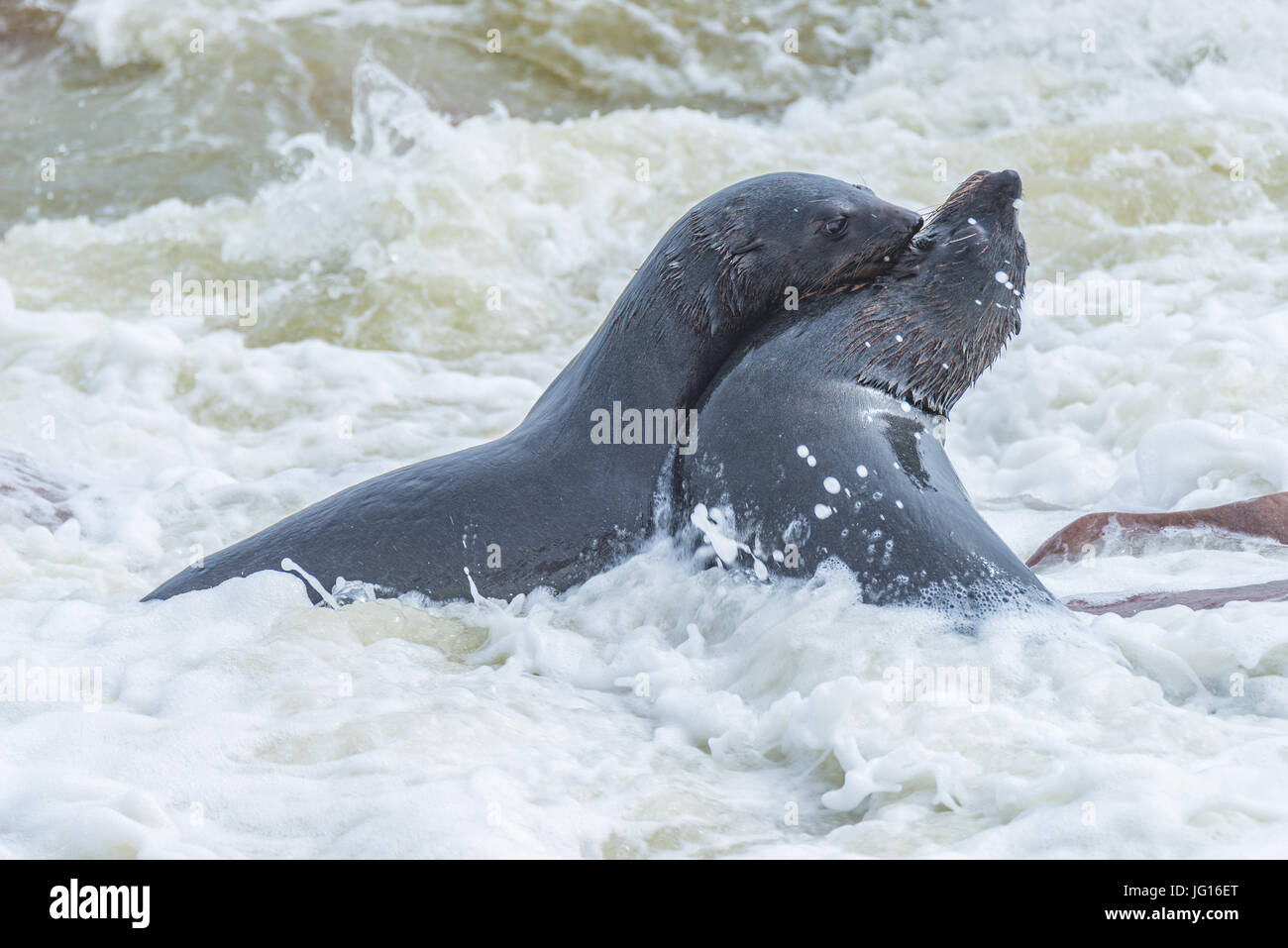 The seal colony at Cape Cross, on the atlantic coast of Namibia, Africa ...