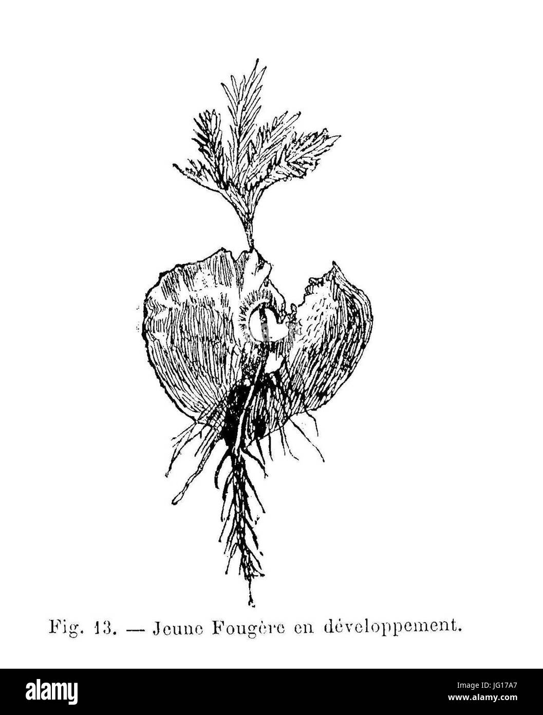 Spore bearing plant Cut Out Stock Images & Pictures - Alamy