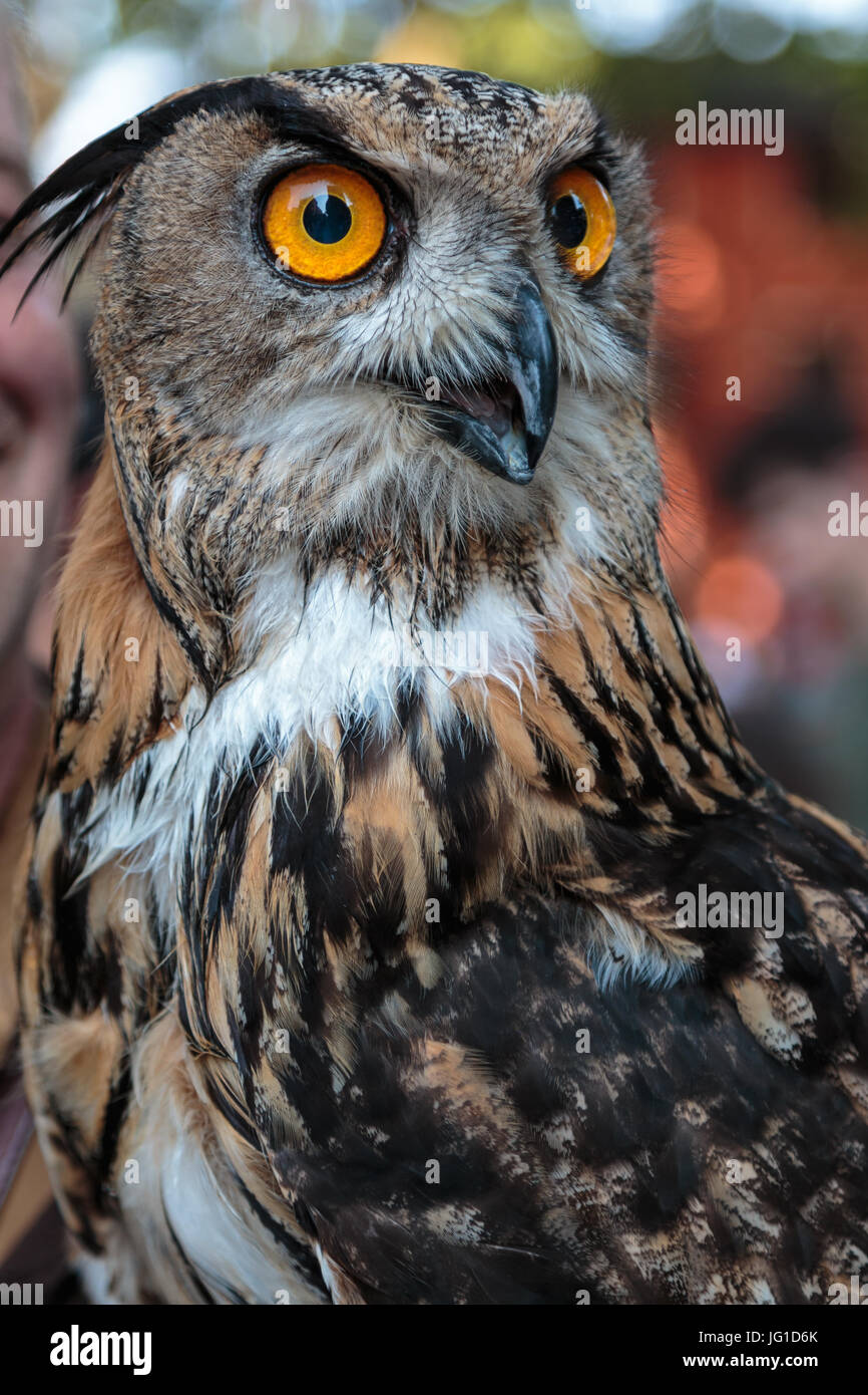 Buff Eurasian Eagle-owl with Orange Eyes Stock Photo - Alamy