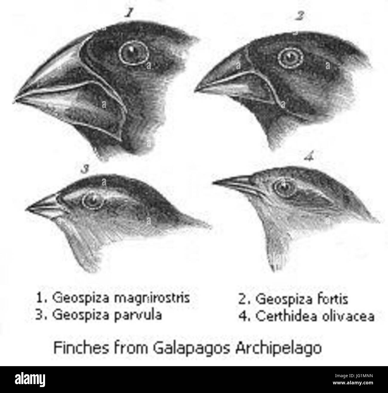 Finches Black and White Stock Photos & Images - Alamy