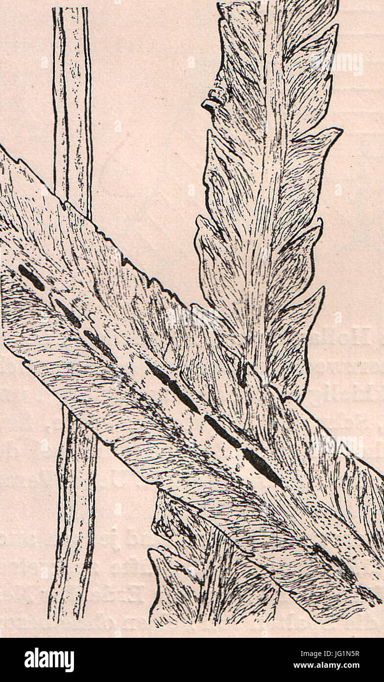 Faultier High Resolution Stock Photography and Images - Alamy