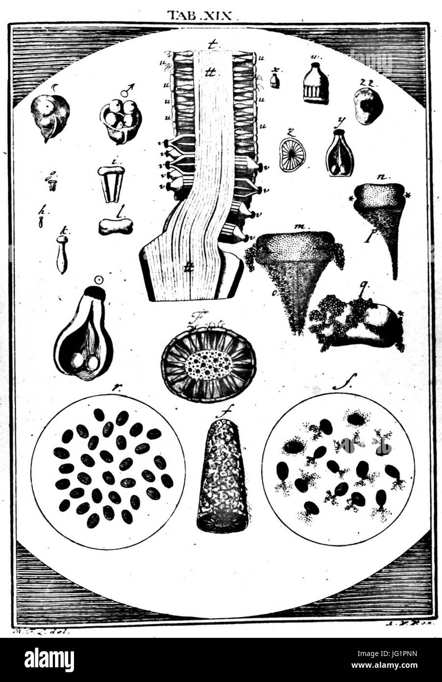 De Augen Gemüths (Ledermüller) 058 Stock Photo - Alamy