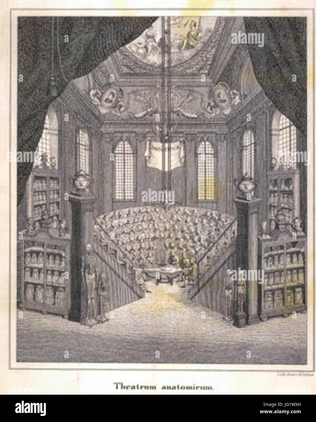 Grosse anatomie hi-res stock photography and images - Alamy