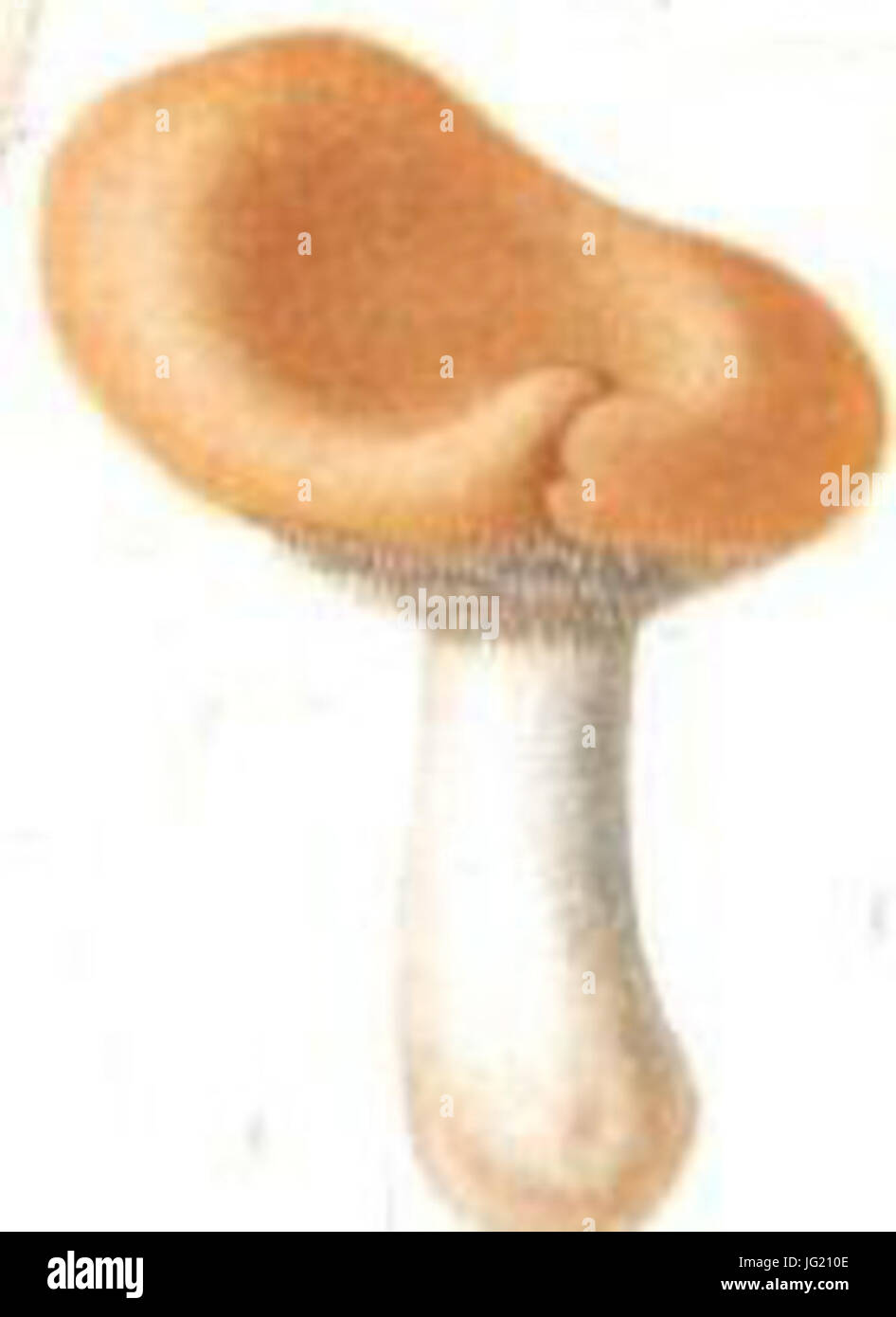 Hydnum repandum 28Twelve edible mushrooms of the United States29 Stock ...