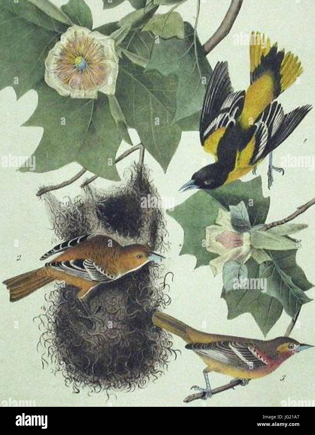 This illustration by John James Audubon depicts the Icterus galbula ...