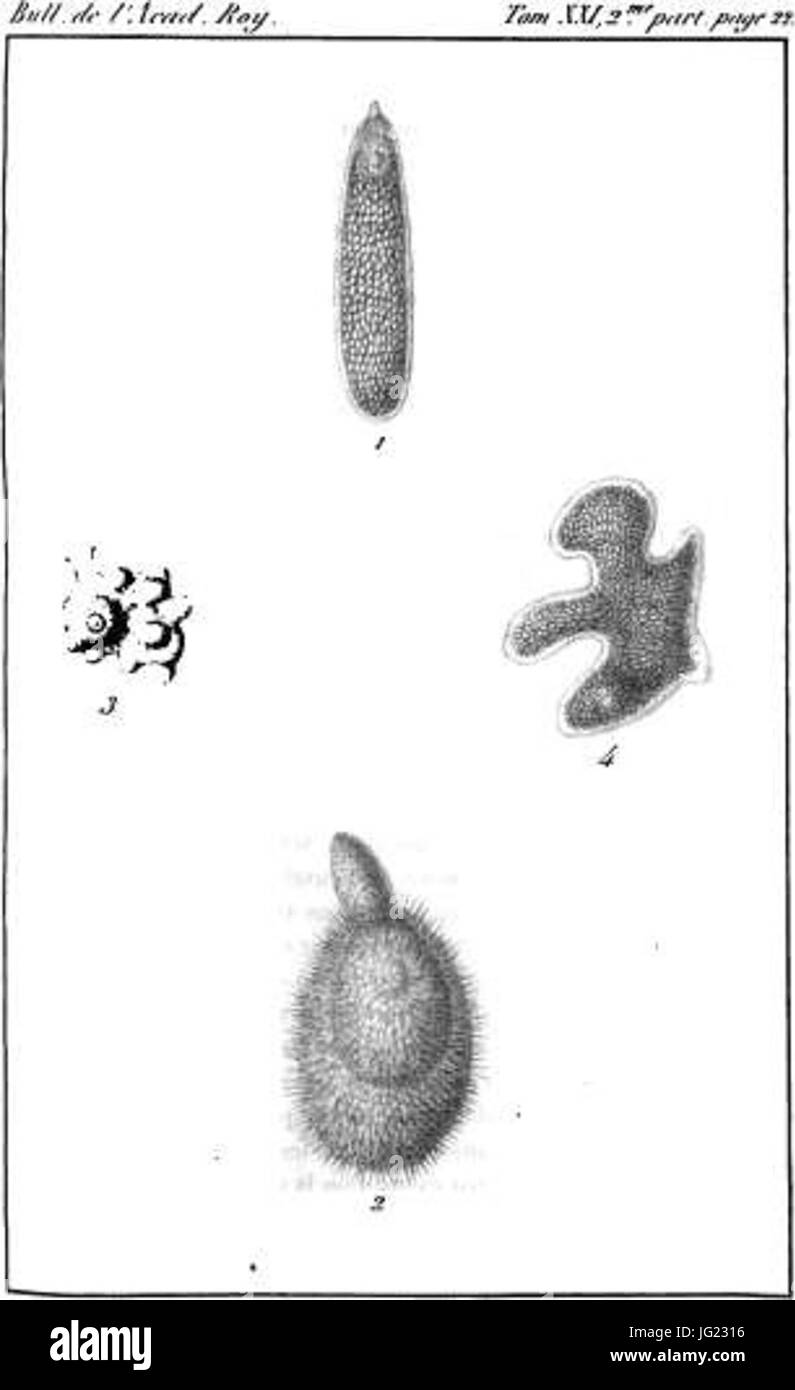 Gregarines hi-res stock photography and images - Alamy