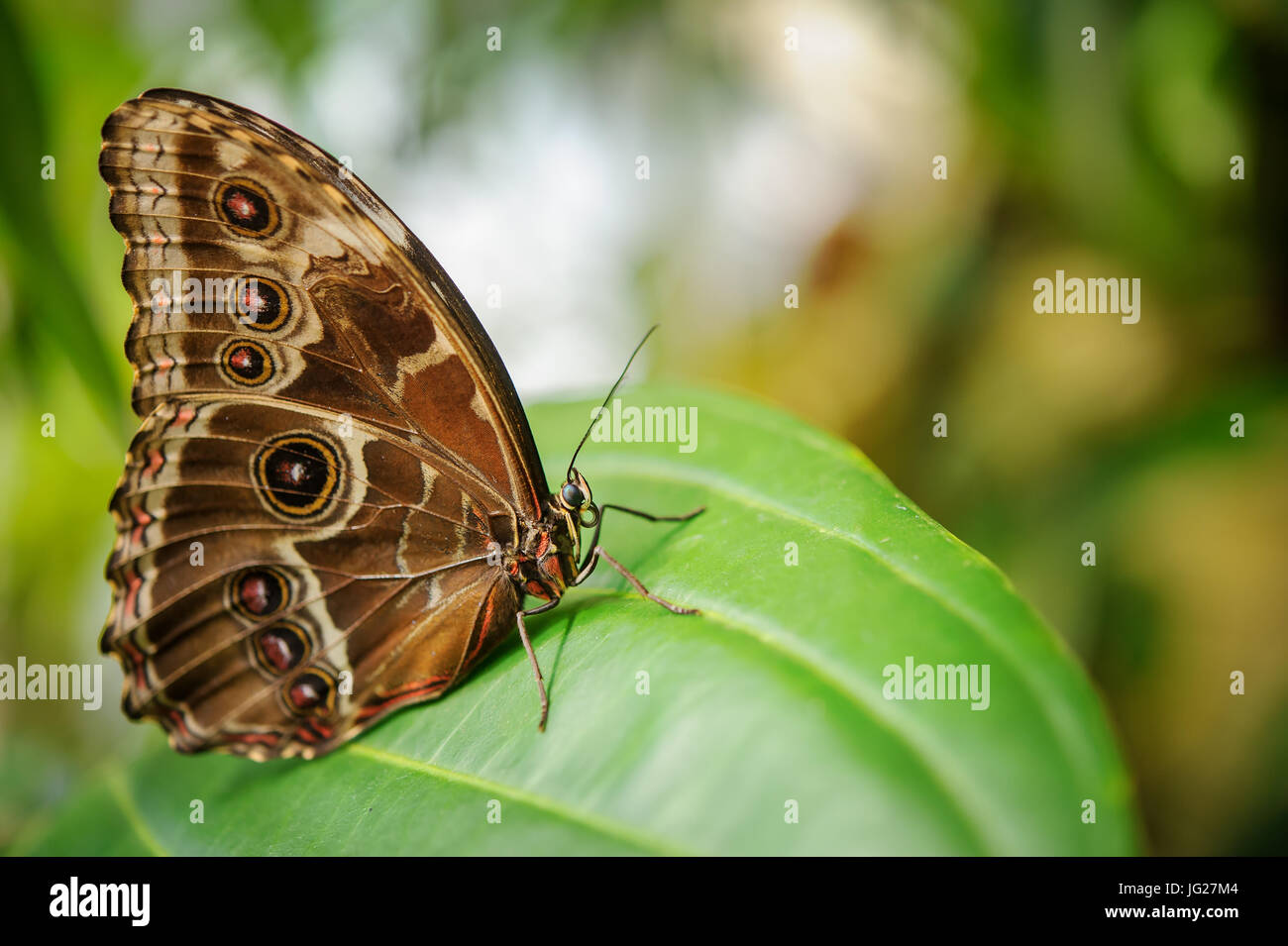 Butterfly sitting from side with closeup wings on green leaf. Closeup ...