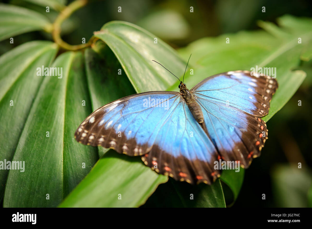 Closeup detail of beautiful blue butterfly in the jungle Stock Photo ...