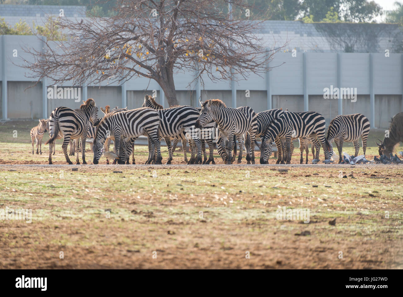 Morning Tour at Safari Ramat Gan in Israel Stock Photo - Alamy