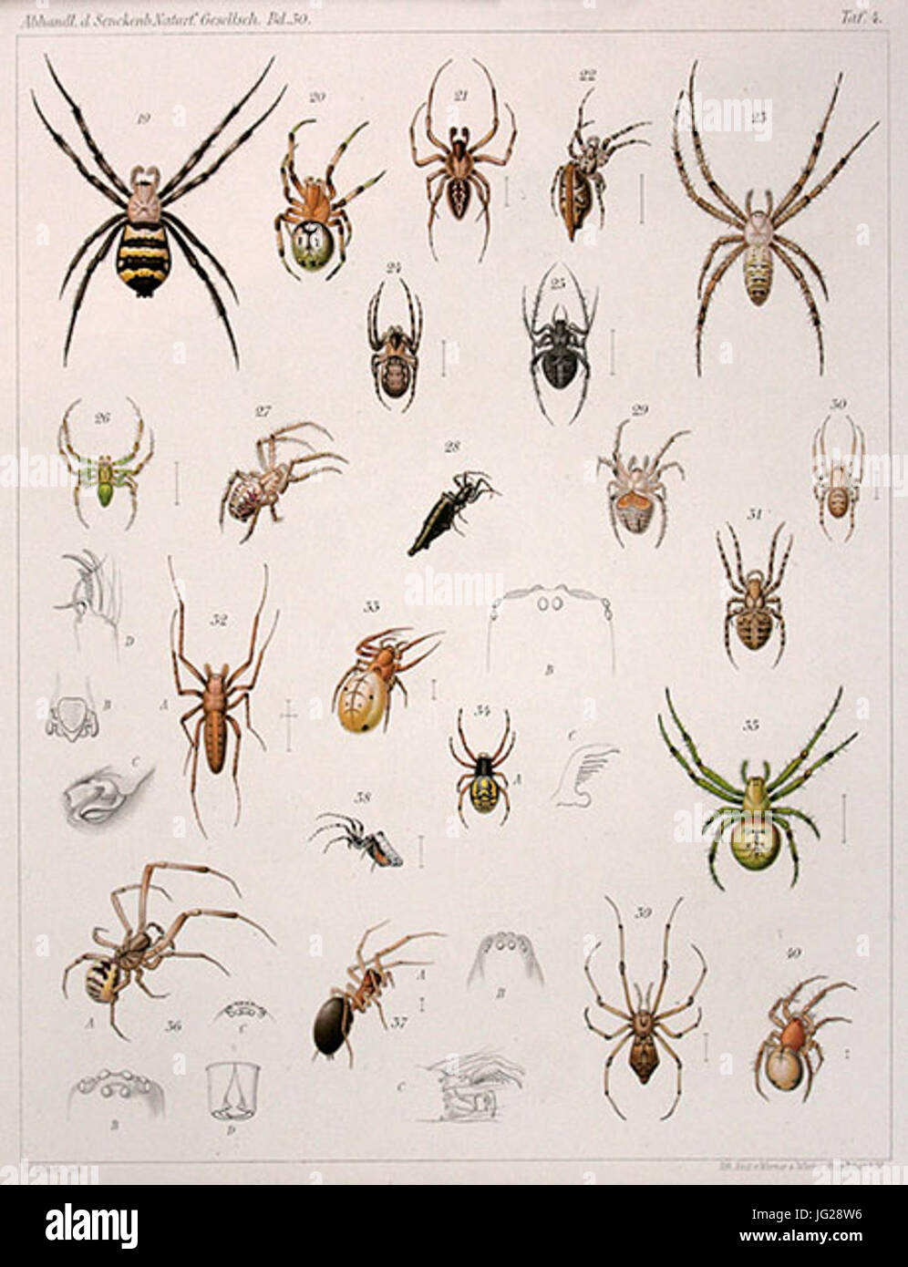 Japanese spiders hi-res stock photography and images - Alamy