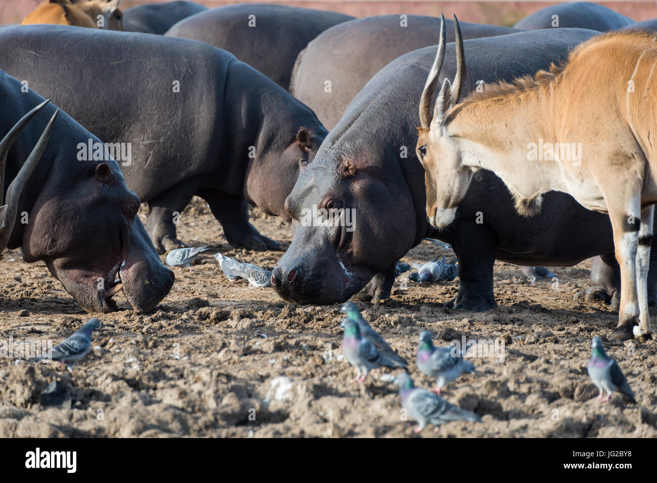 Morning Tour at Safari Ramat Gan in Israel Stock Photo - Alamy