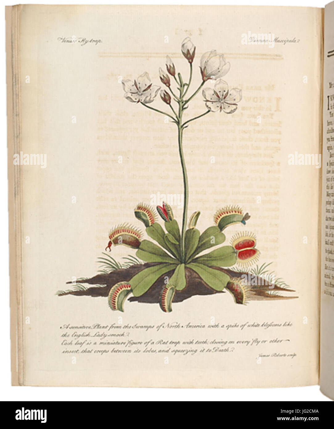 John Ellis 28naturalist2903 Stock Photo - Alamy