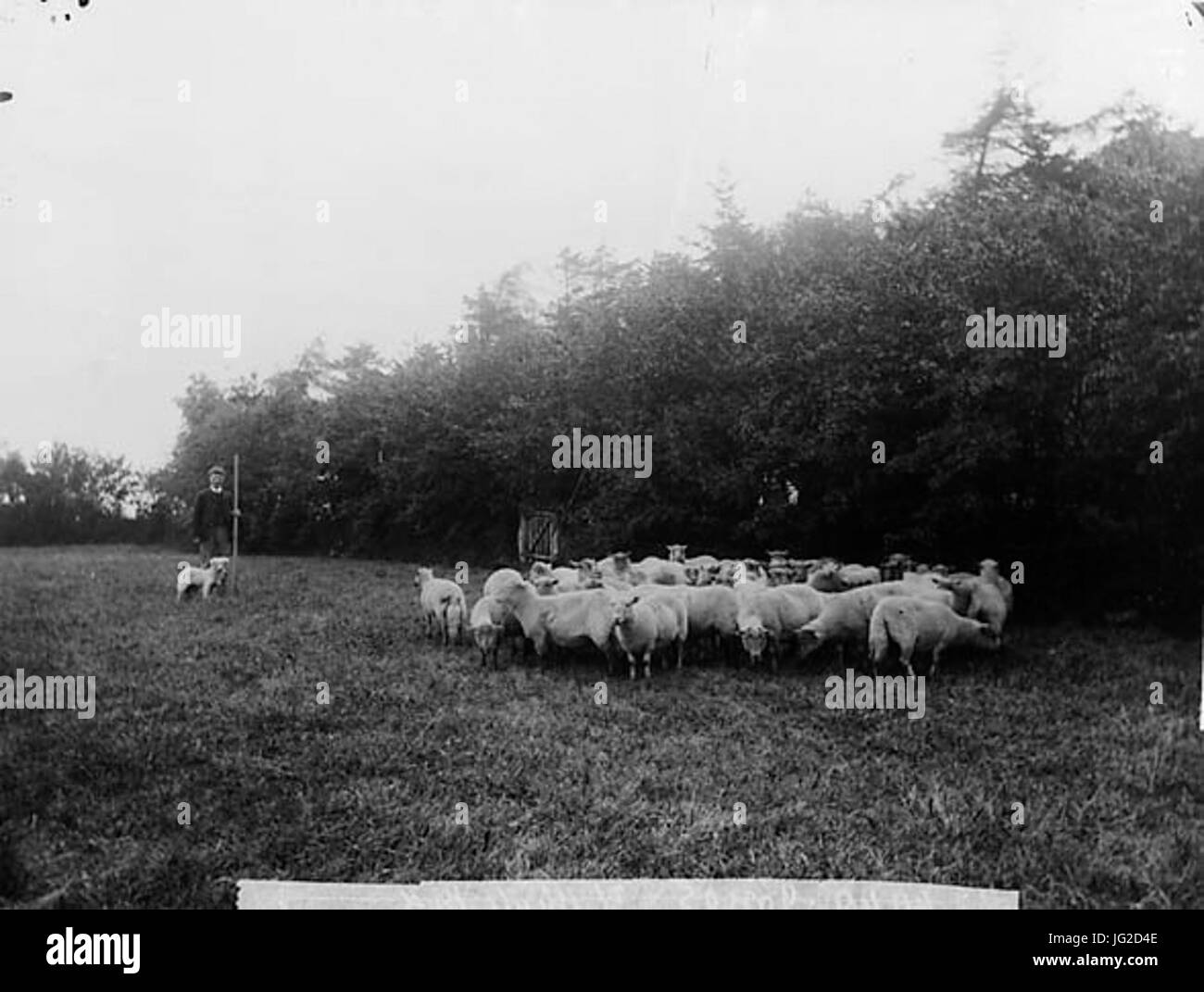 Jones sheep NLW3362503 Stock Photo - Alamy
