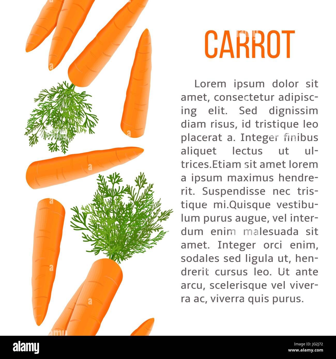 Labeled Parts Of A Carrot