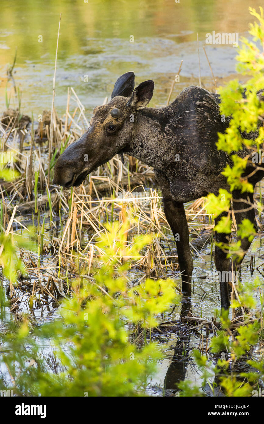 Bull moose foraging on hi-res stock photography and images - Alamy