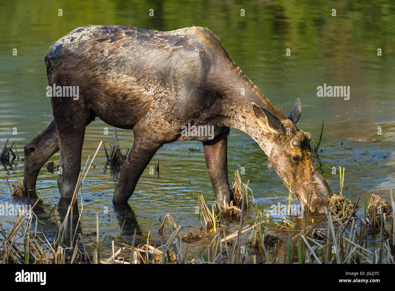 Moose water hi-res stock photography and images - Alamy