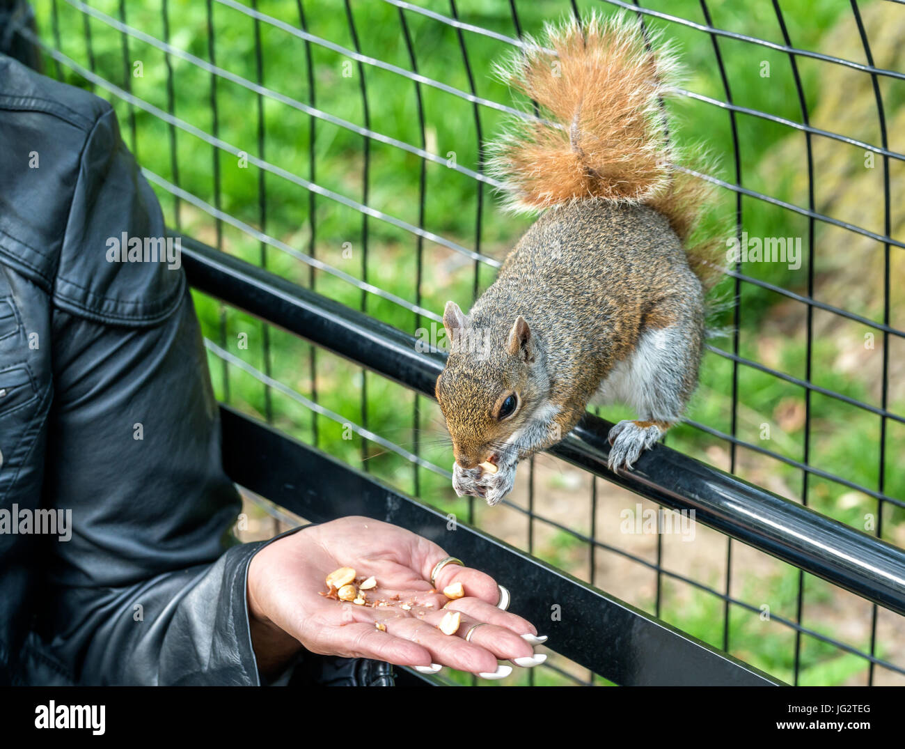Feeding an Eastern Gray Squirrel in New York City, USA Stock Photo - Alamy