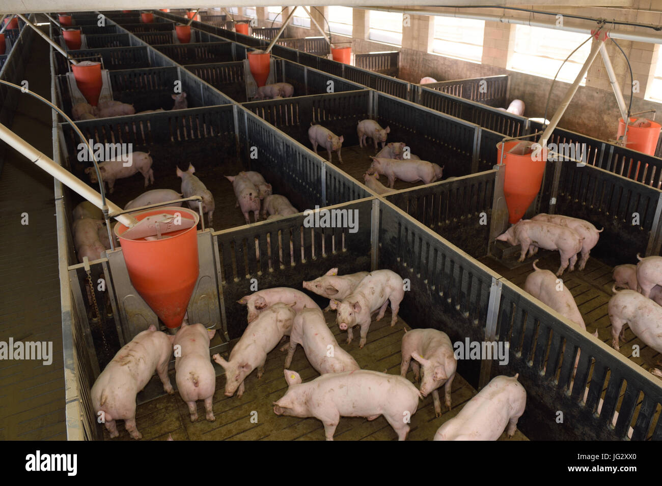 pigs on the farm Stock Photo - Alamy