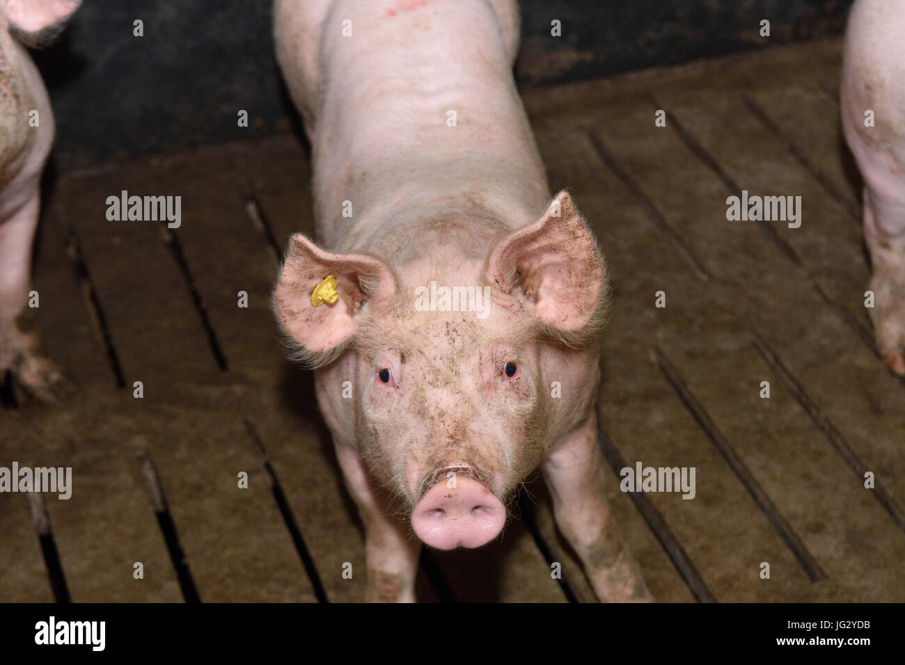 Pigs on the farm Stock Photo - Alamy