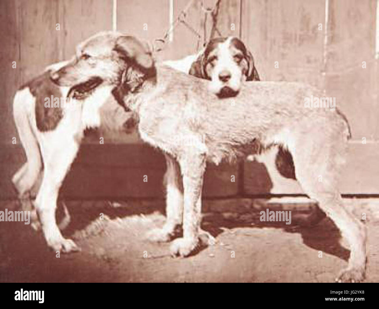 Portrait de chasse hi-res stock photography and images - Alamy
