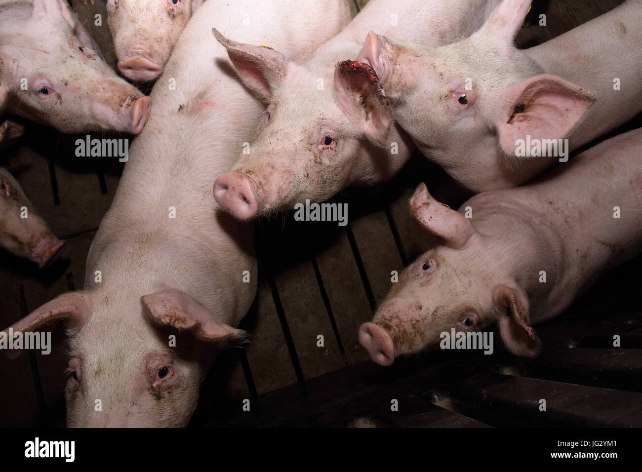 Pigs on the farm Stock Photo - Alamy