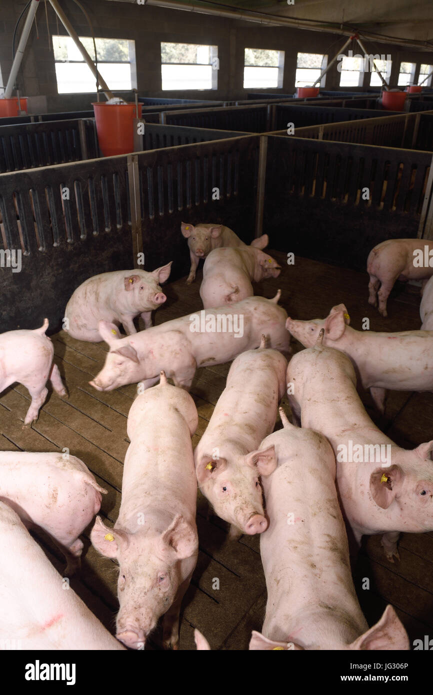 pigs on the farm Stock Photo - Alamy