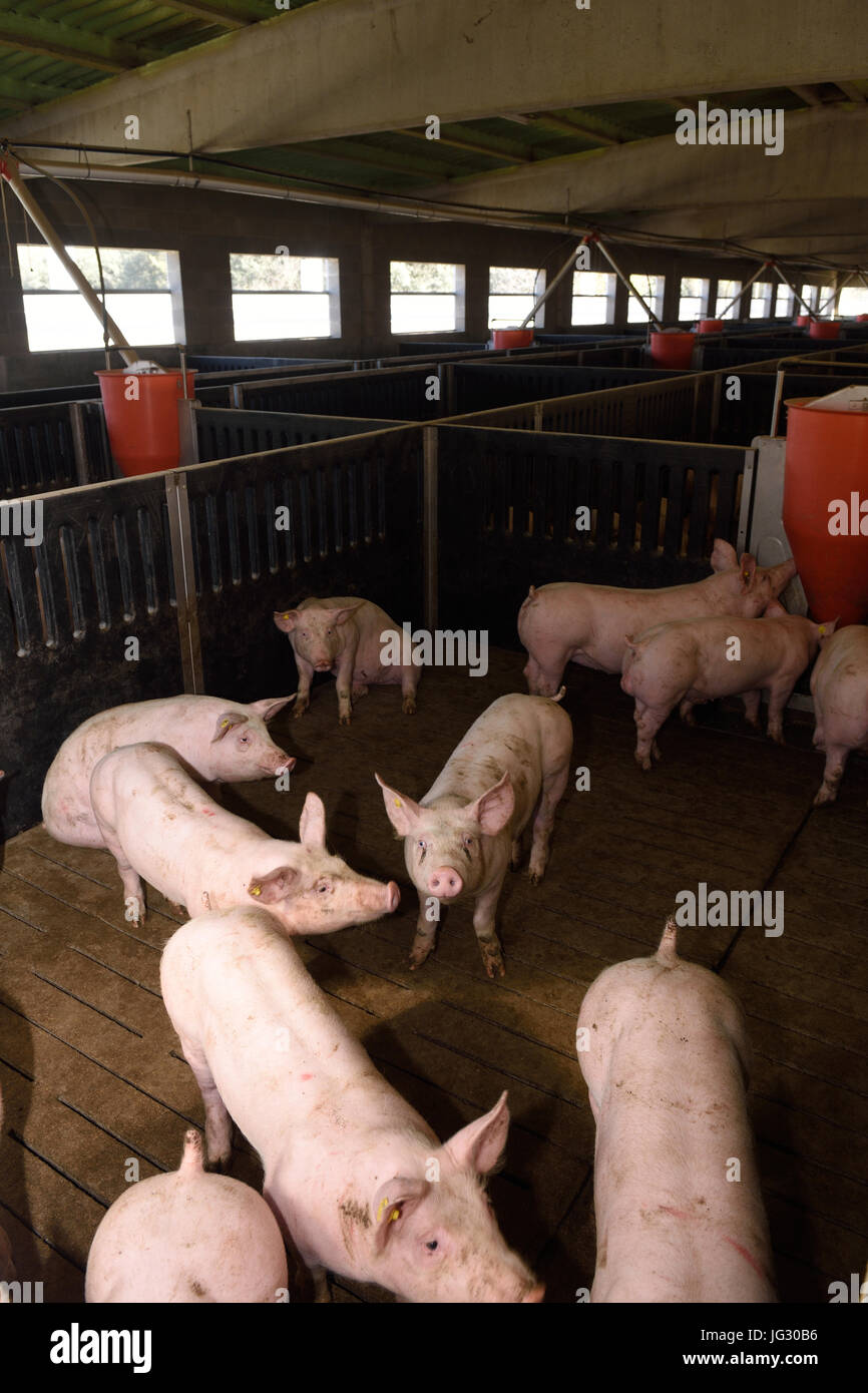 Pigs on the farm Stock Photo - Alamy