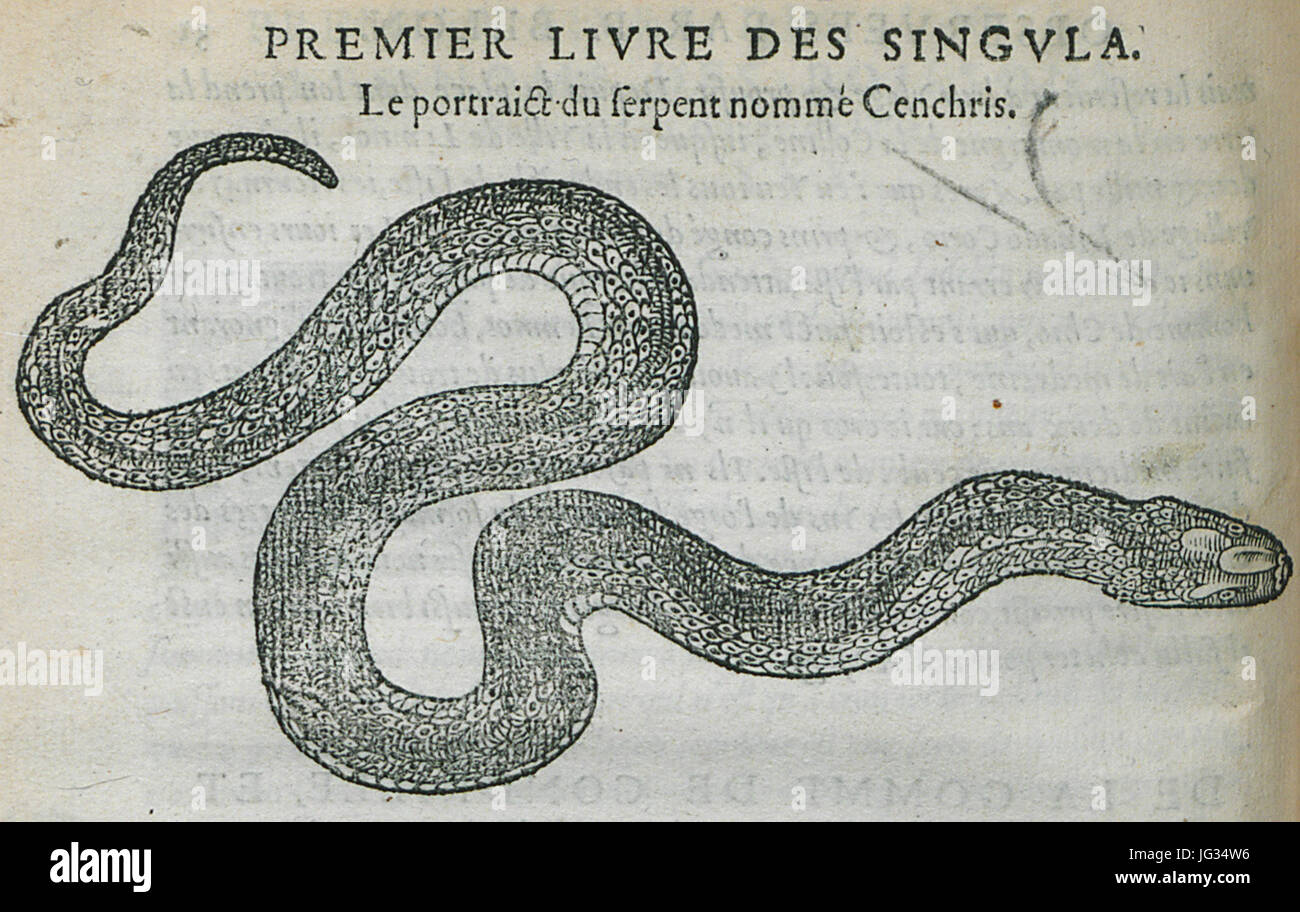 Le portrait du serpent nommé Cenchris - Belon Pierre - 1554 Stock Photo ...
