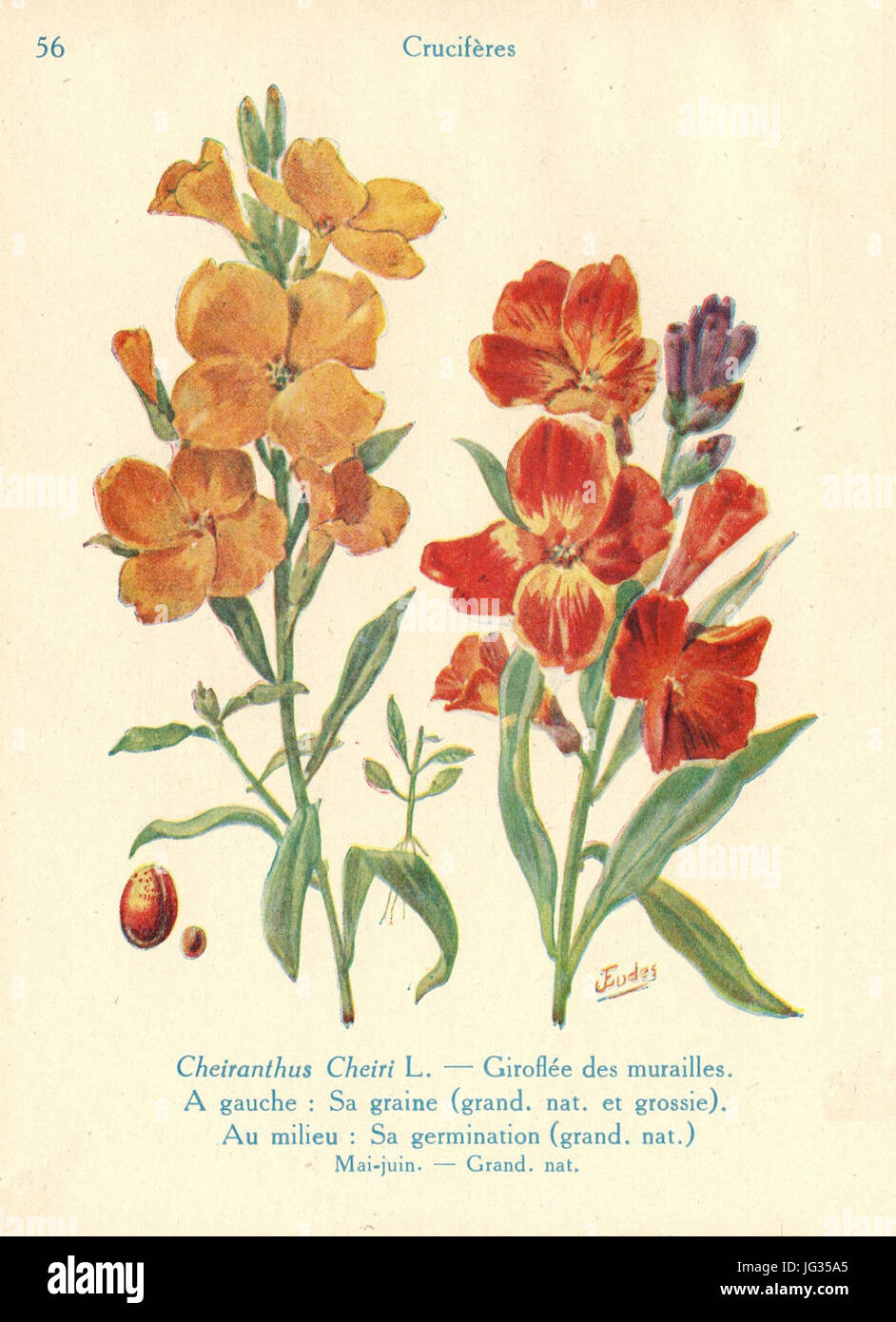 Giroflee hi-res stock photography and images - Alamy