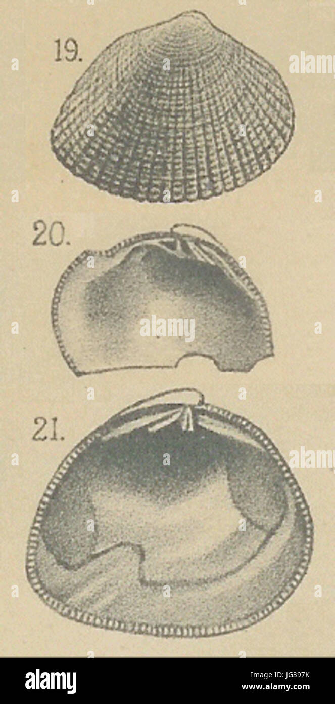 Timoclea High Resolution Stock Photography and Images - Alamy