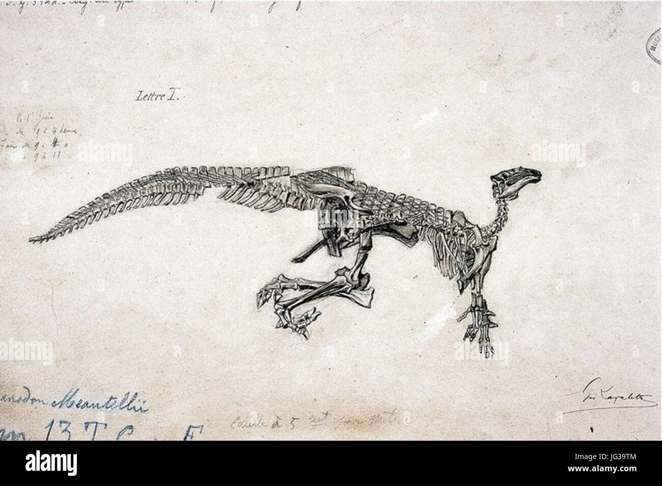 Gustave Lavalette 3B juli 18823B Mantellisaurus atherfieldensis Stock ...