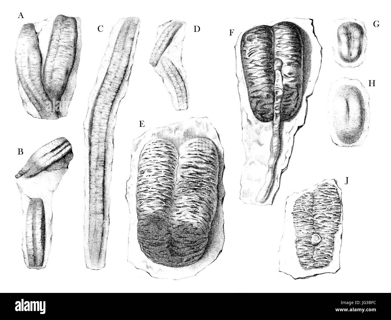 Rusophycus fossil hi-res stock photography and images - Alamy