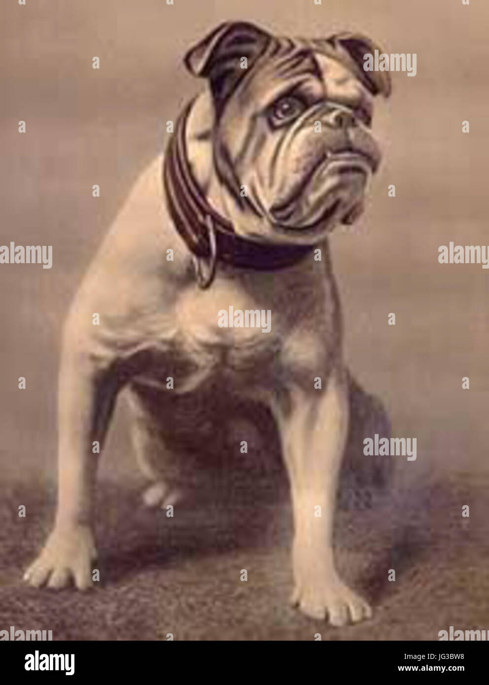 Handsome Dan 28original mascot29 Stock Photo - Alamy