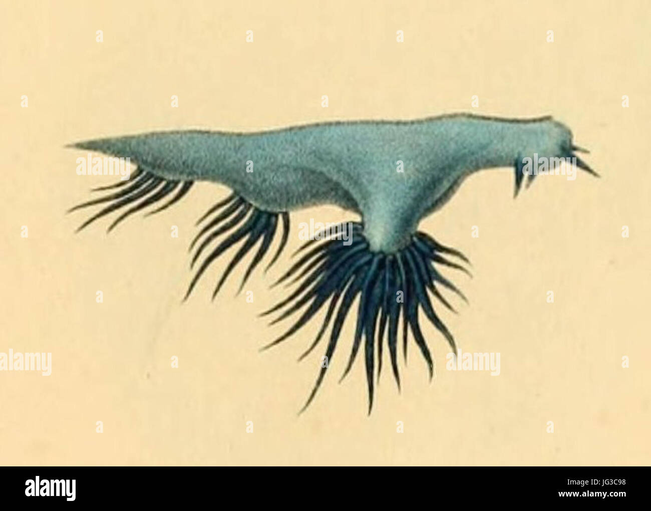 Glaucus gastropod hi-res stock photography and images - Alamy