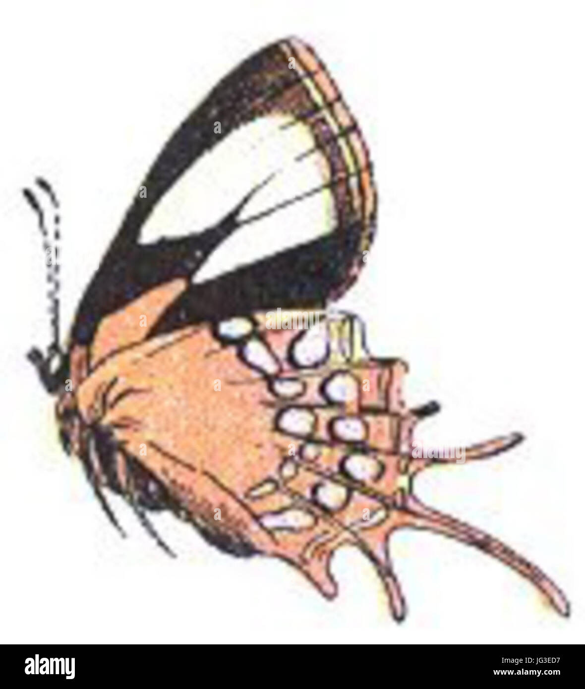 Helicopis hi-res stock photography and images - Alamy