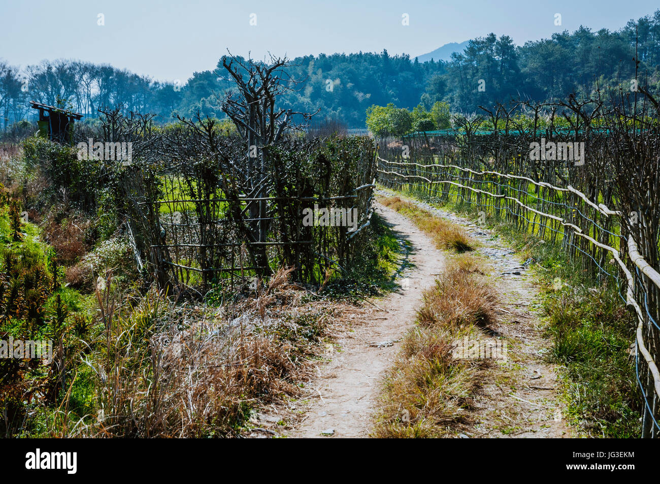 Countryside road summer fields forest hi-res stock photography and ...
