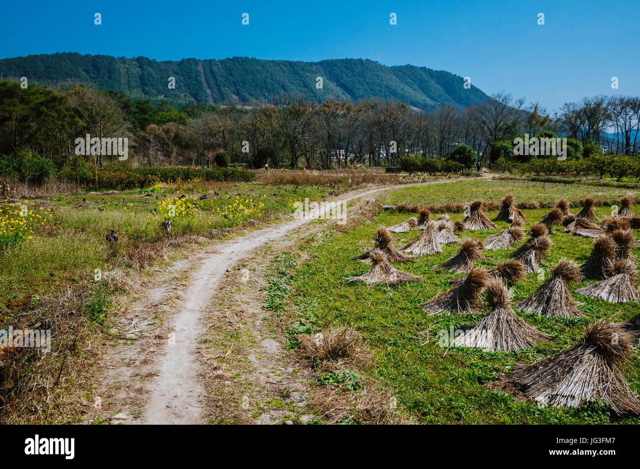 Countryside road summer fields forest hi-res stock photography and ...
