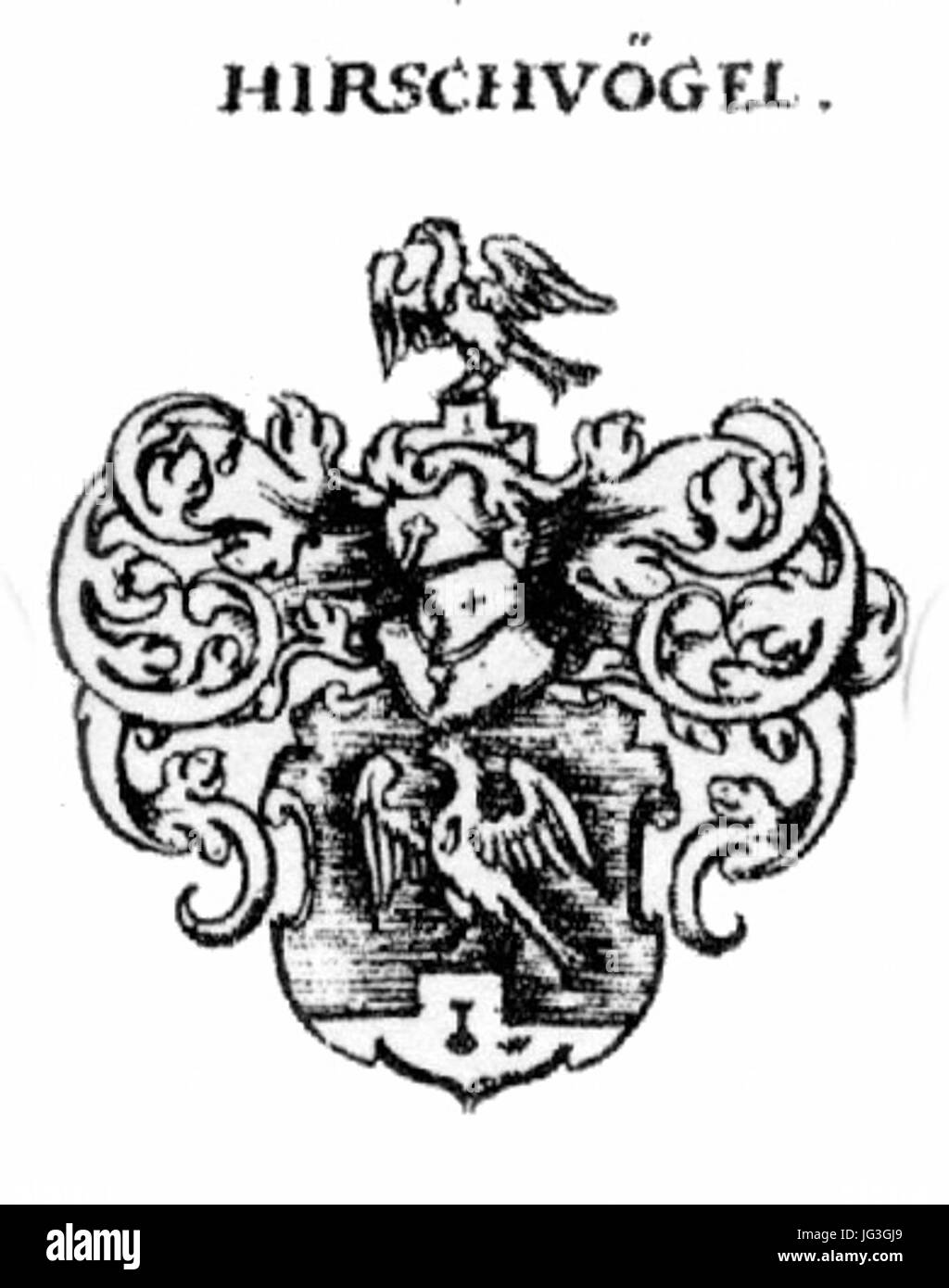 Hirschvogel Cut Out Stock Images & Pictures - Alamy