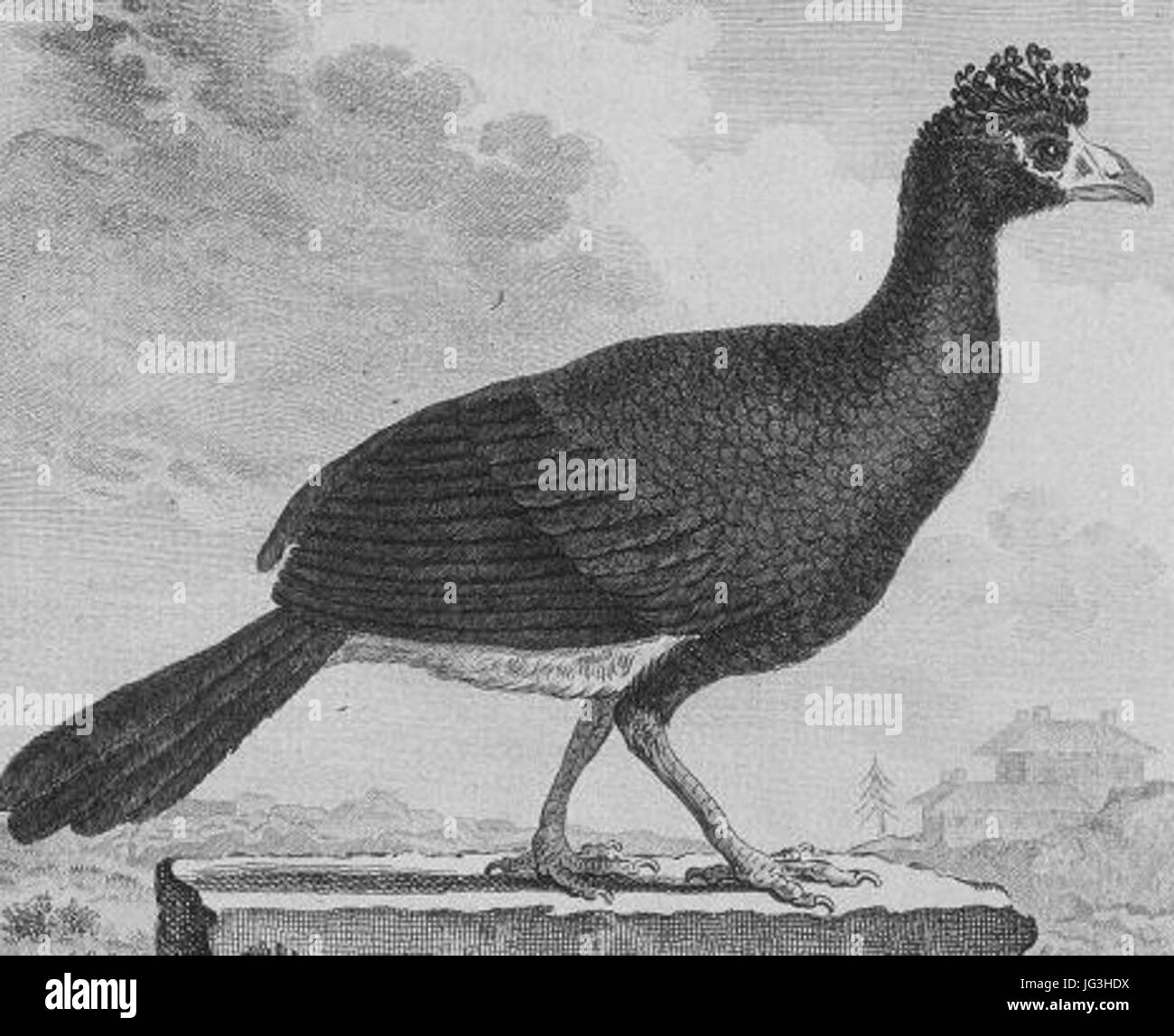 Hocco hi-res stock photography and images - Alamy