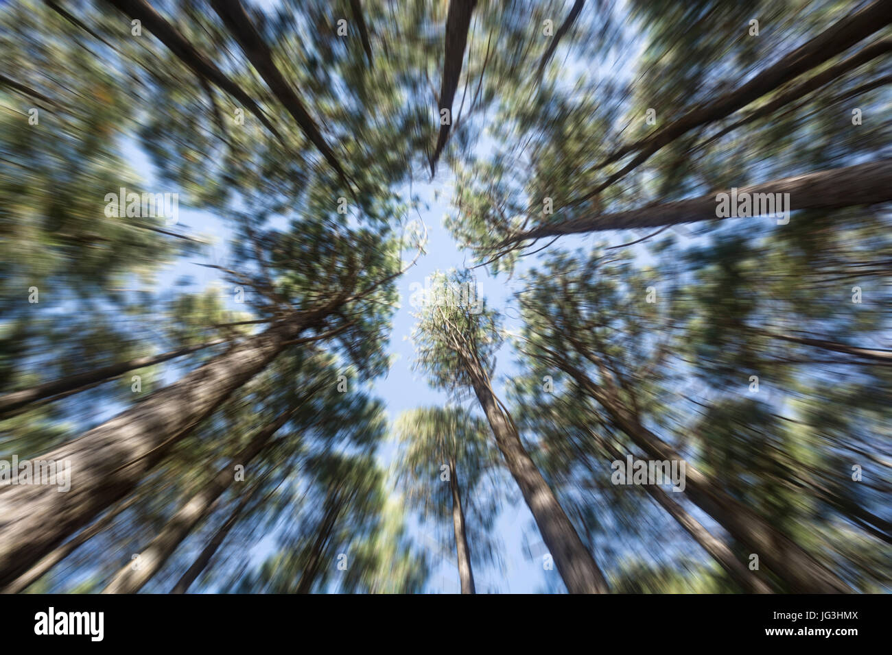 Abstract motion blurred trees in a forest, worms-eye view Stock Photo ...