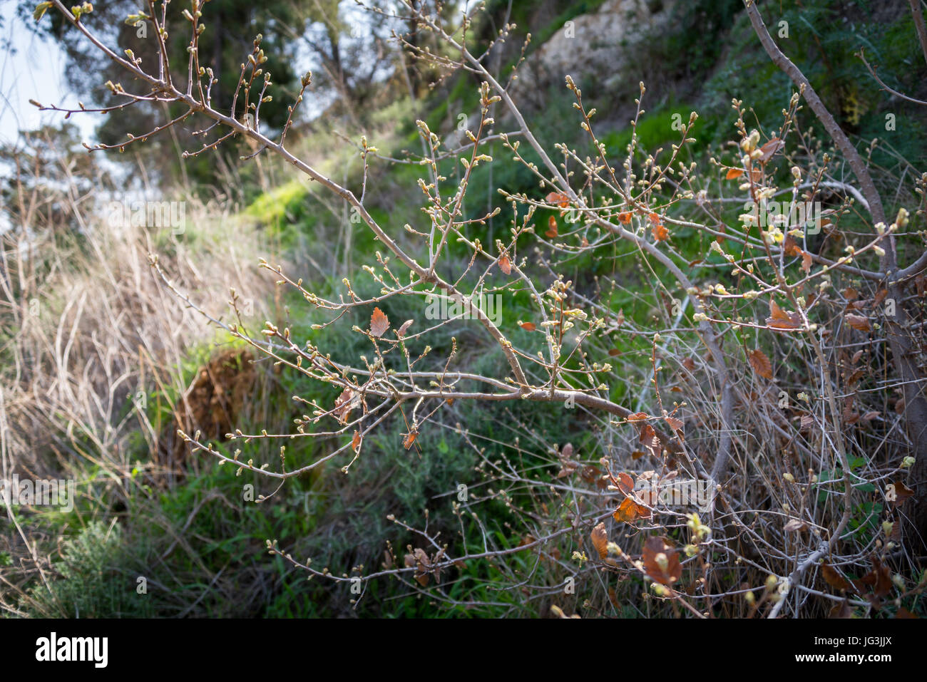 Gilboa tree hi-res stock photography and images - Alamy