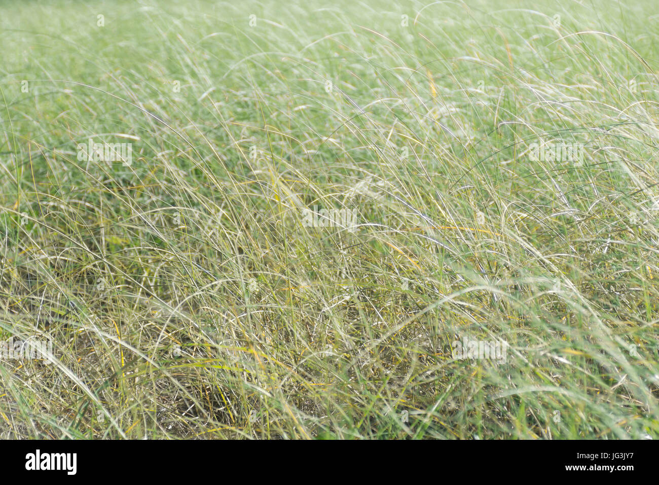 Tall grass blowing in the wind. Green natural background Stock Photo ...