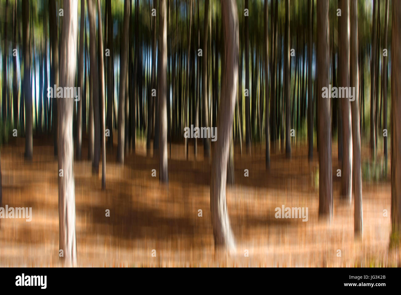 Abstract blurry fantasy forest hi-res stock photography and images - Alamy