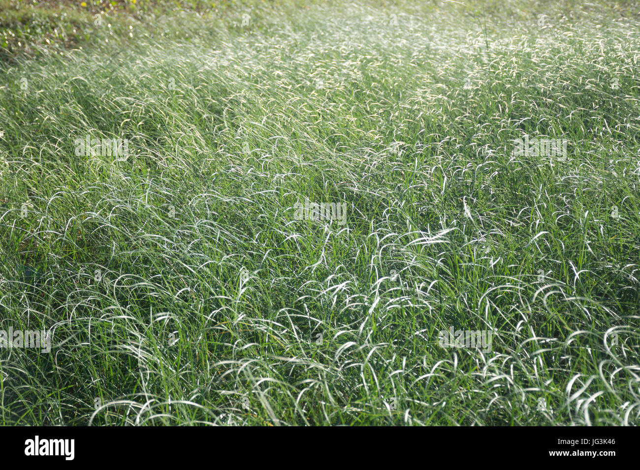 Tall grass blowing in the wind. Green natural background Stock Photo ...