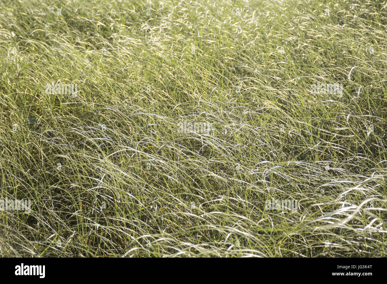 Tall grass blowing in the wind. Green natural background Stock Photo ...