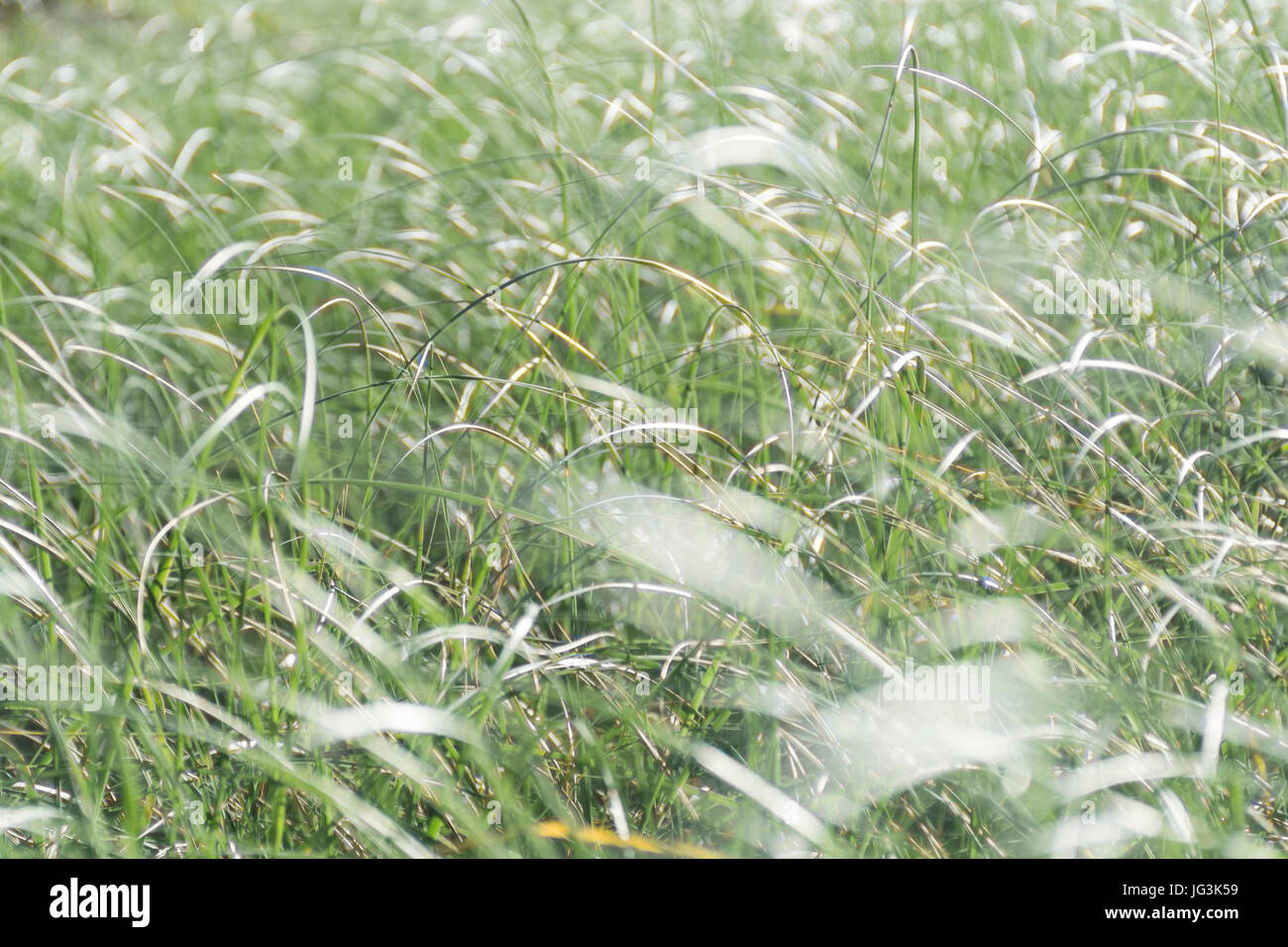 Tall grass blowing hi-res stock photography and images - Alamy