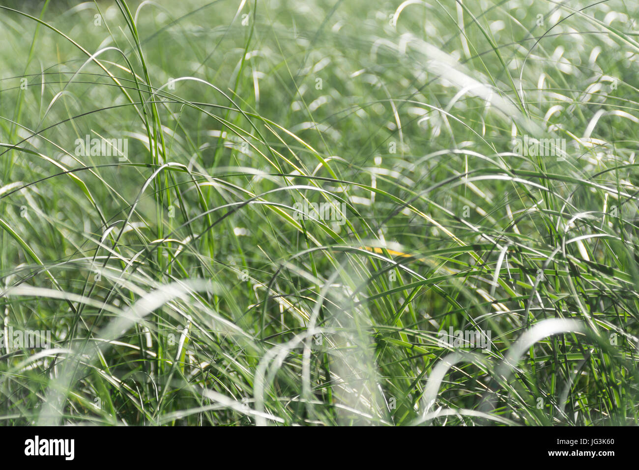 Tall grass blowing in the wind. Green natural background Stock Photo ...